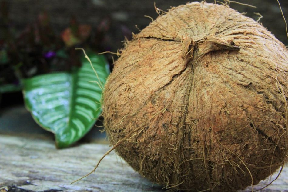 COMO FAZER FARINHA DE COCO E LEITE DE COCO - Receitas saudáveis com a ...